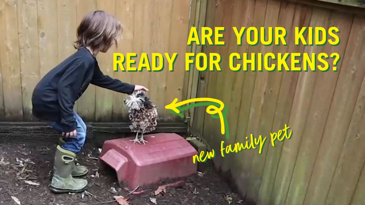 Taking Care of Your Chickens – Videos – Mother Earth News